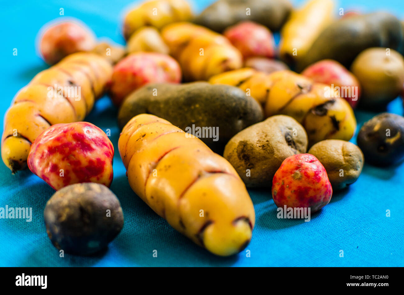 Colorful Bolivian and Peruvian potatoes Stock Photo - Alamy
