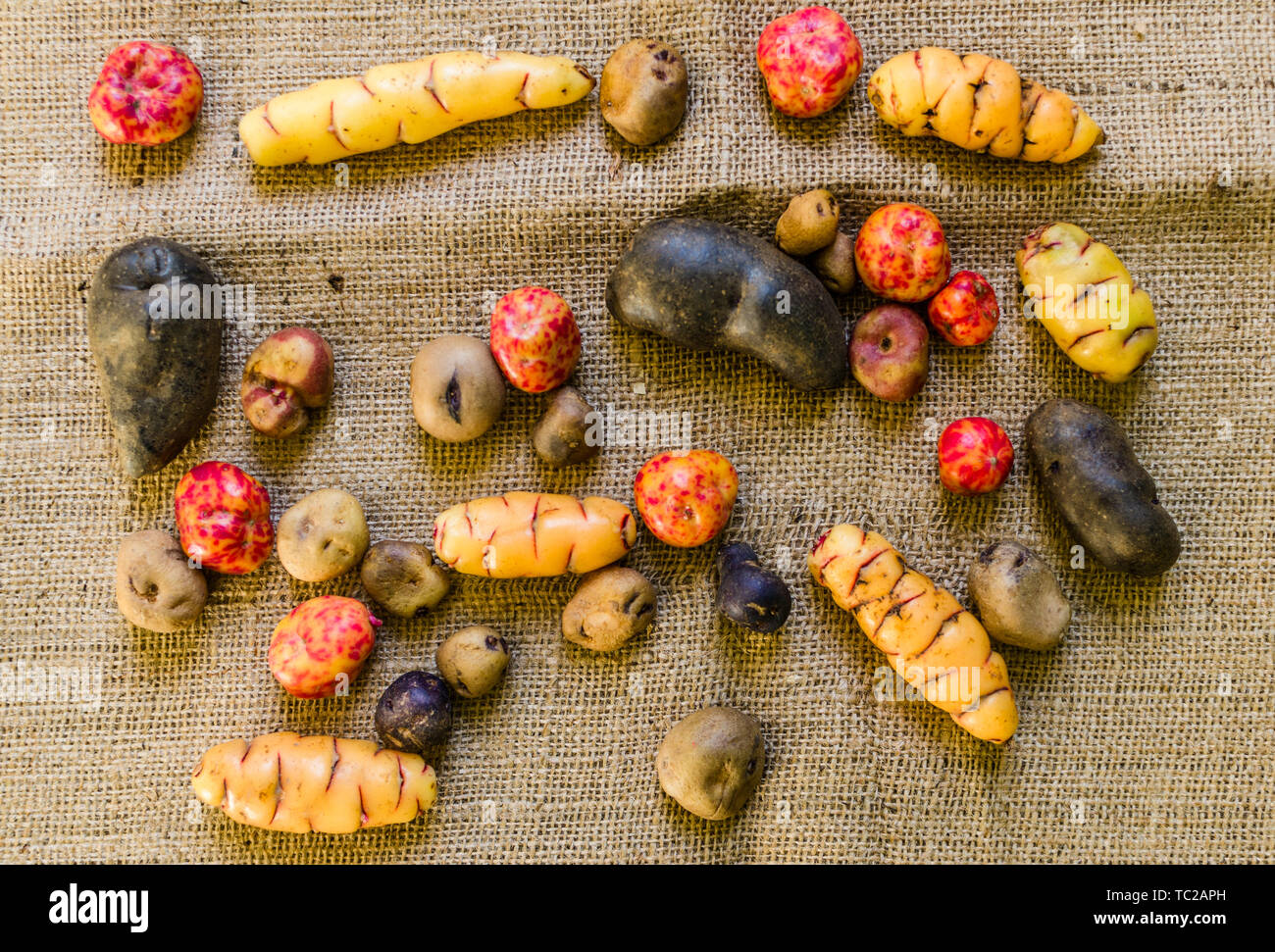 Bolivian and Peruvian potatoes and tubers on rustic brown background ...