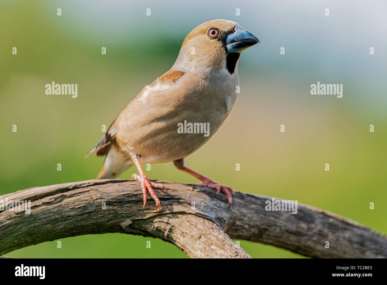 bird with a thick beak is sitting on a branch Stock Photo - Alamy