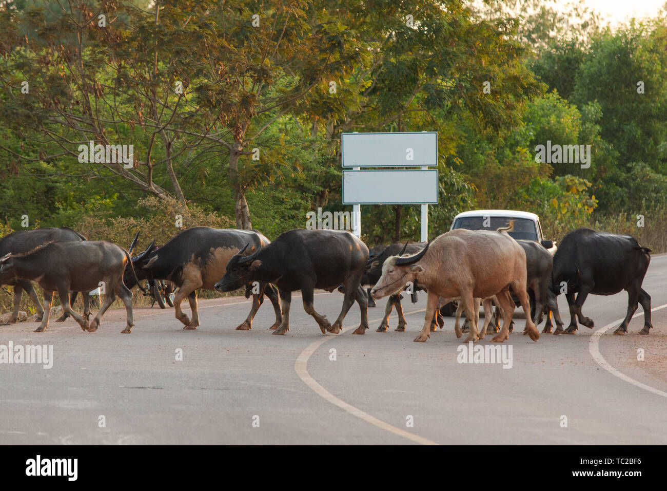 Buffalo walking across on a country road Stock Photo - Alamy