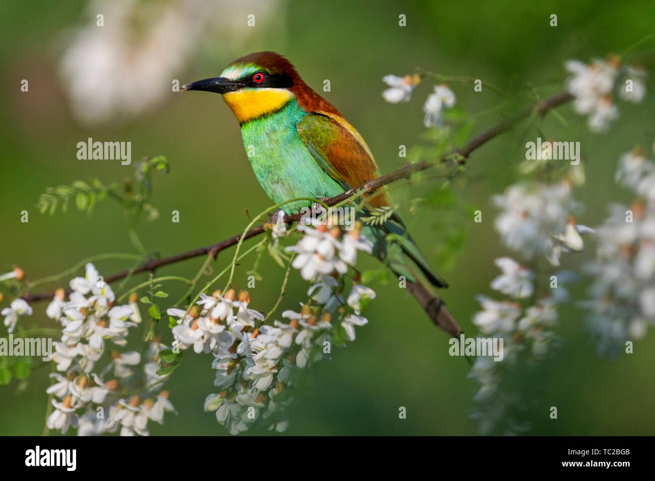 beautiful colored bird sits among the flowers of acacia Stock Photo - Alamy