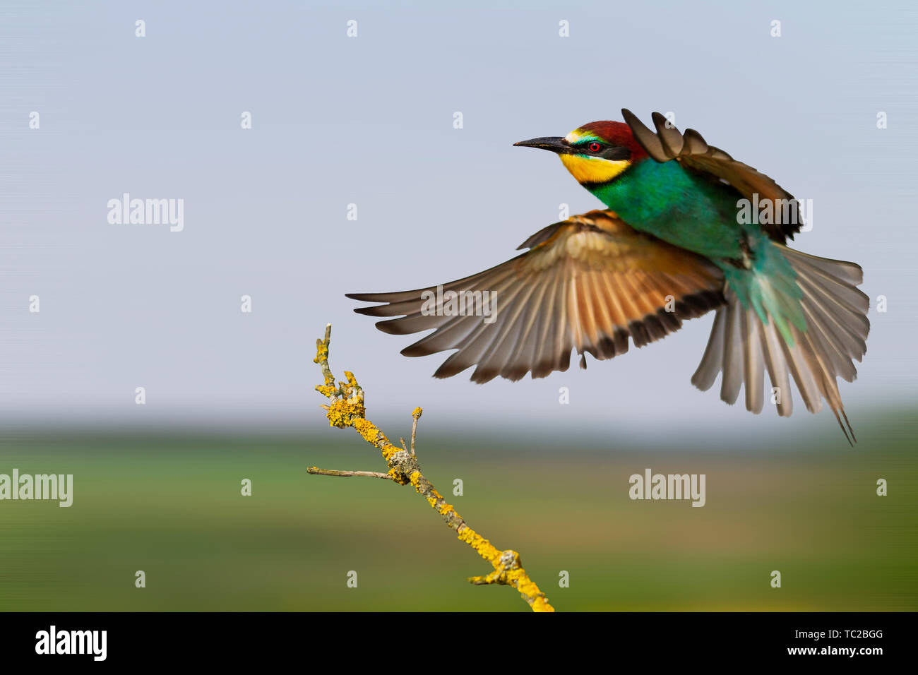 Quickly flies hi-res stock photography and images - Alamy