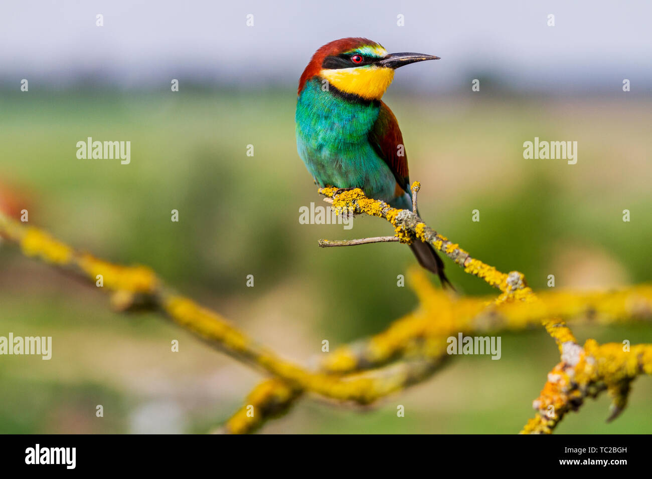 beautiful colorful bird sitting on bright branches covered with moss ...