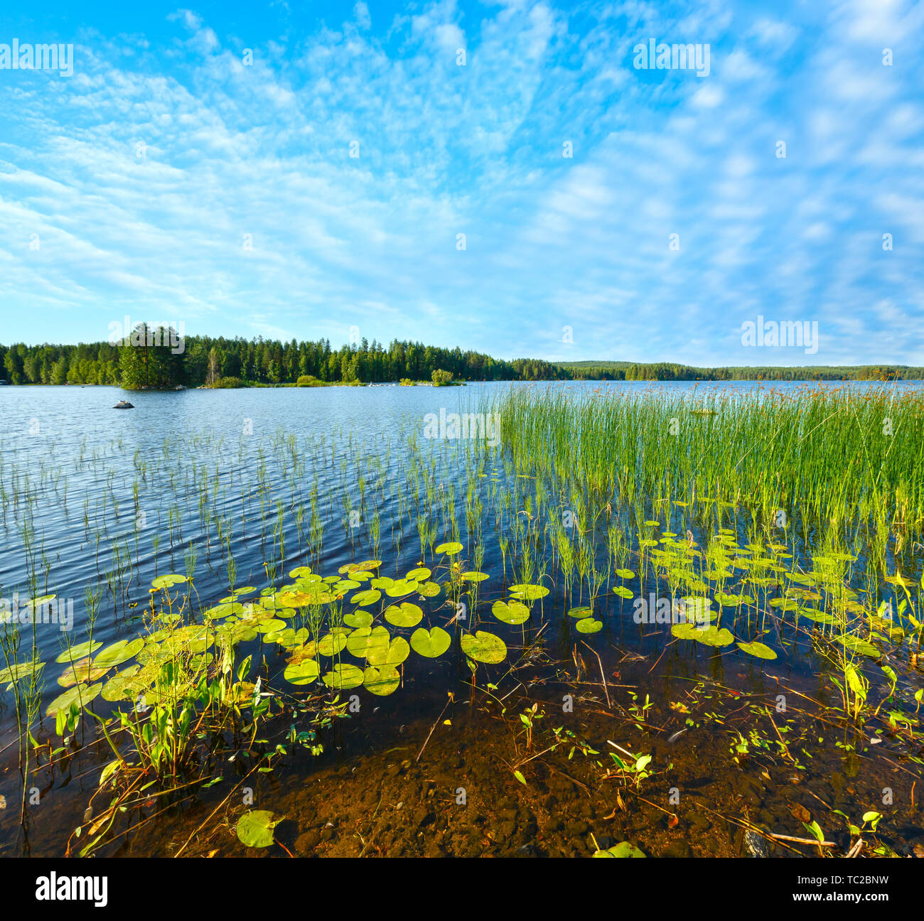 Lake summer view with forest on the edge, Finland Stock Photo - Alamy