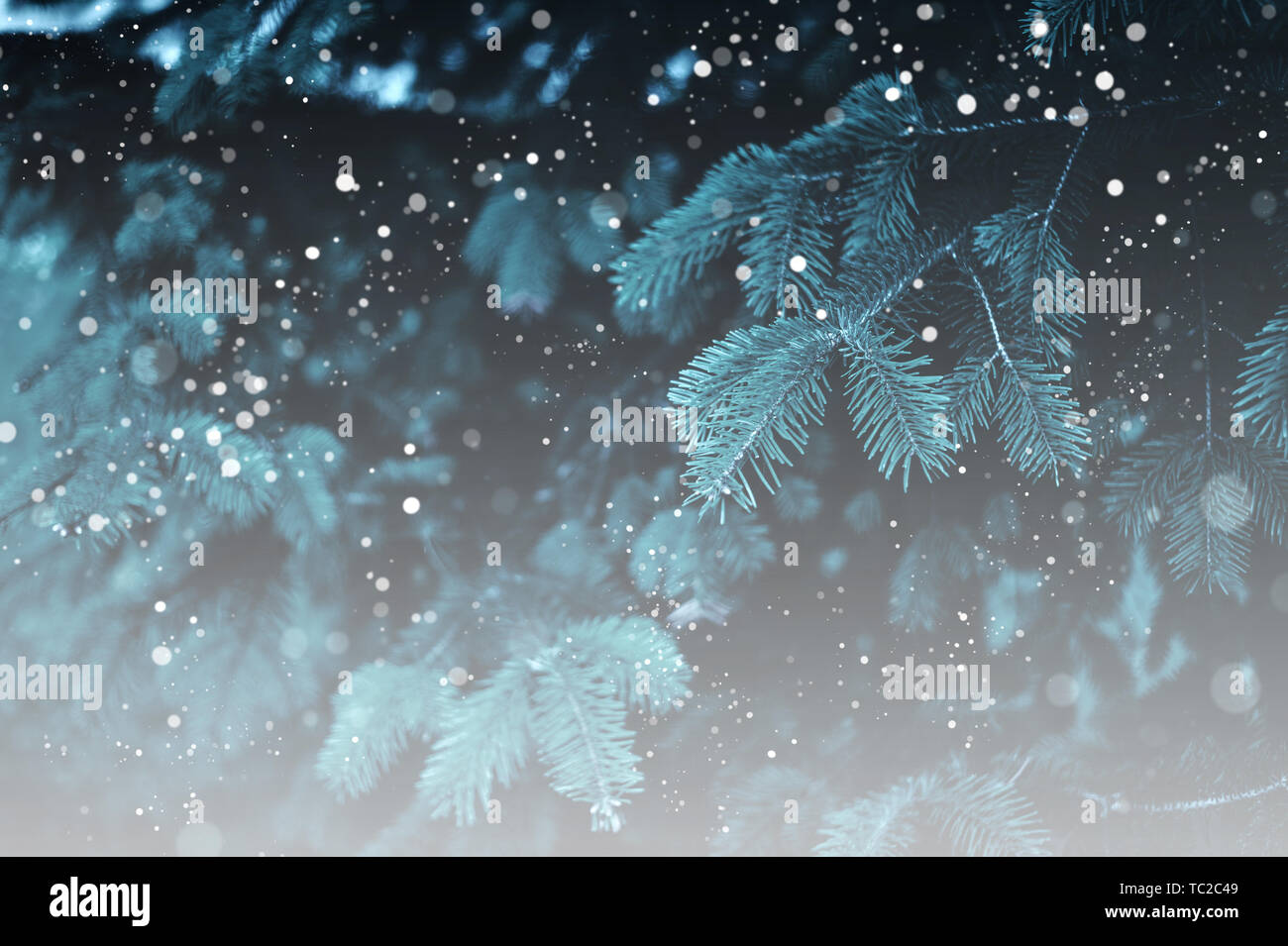 Background a texture furry spruce tree branches Stock Photo - Alamy