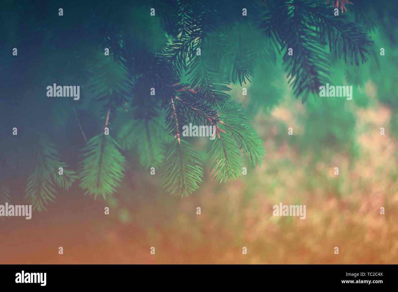 Furry spruce branch hi-res stock photography and images - Alamy