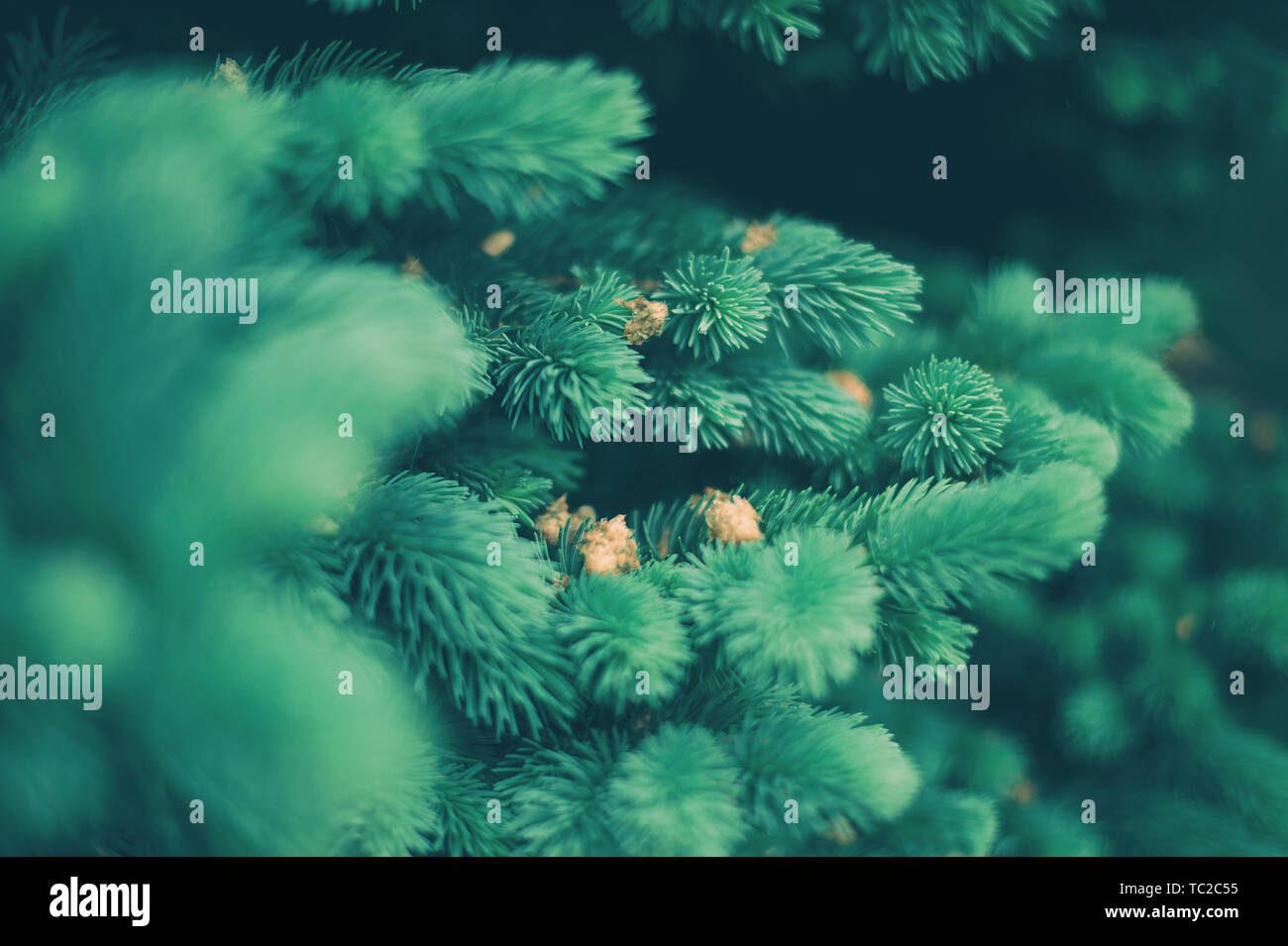Background a texture furry spruce tree branches Stock Photo - Alamy