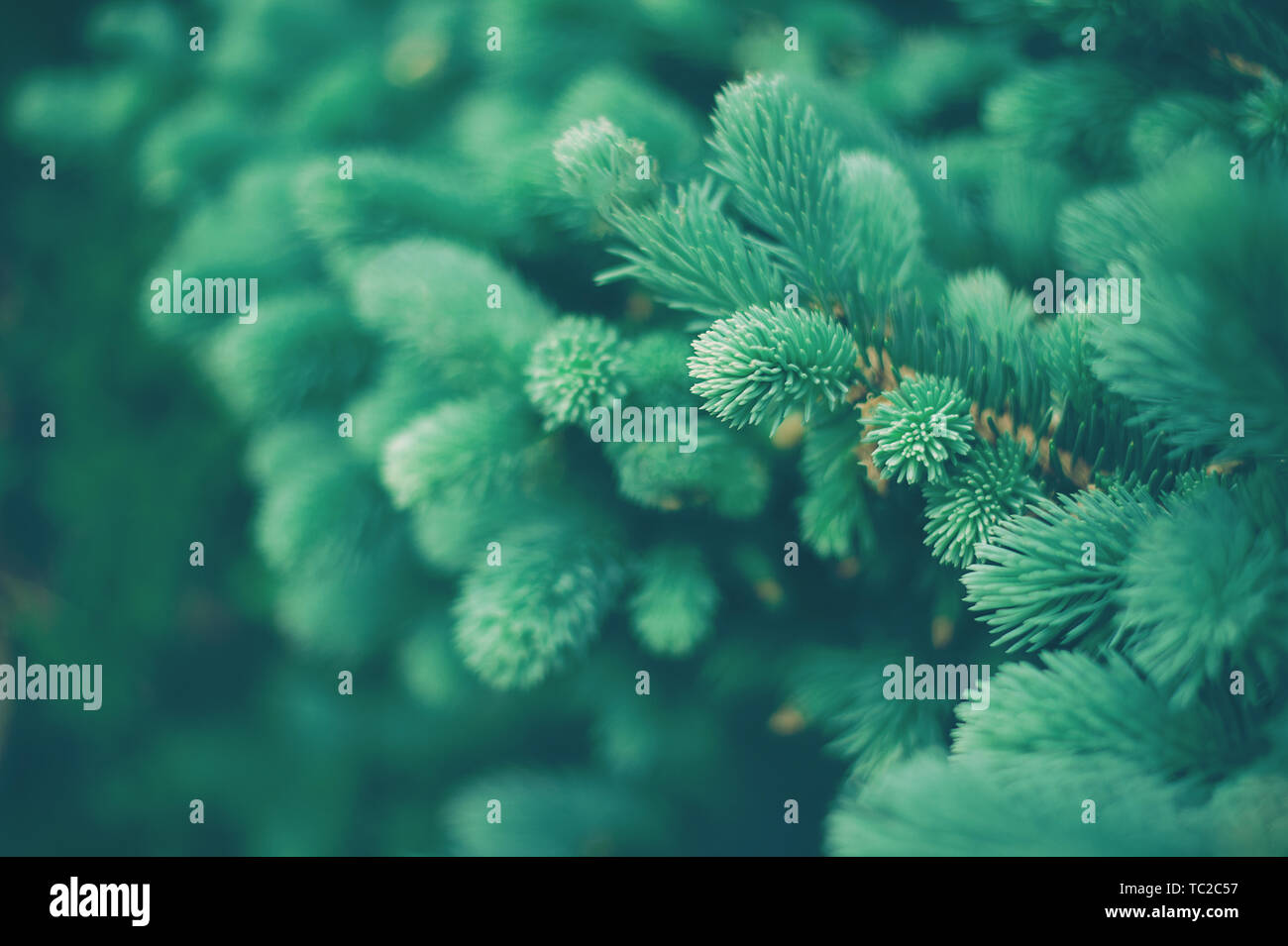 Background a texture furry spruce tree branches Stock Photo - Alamy