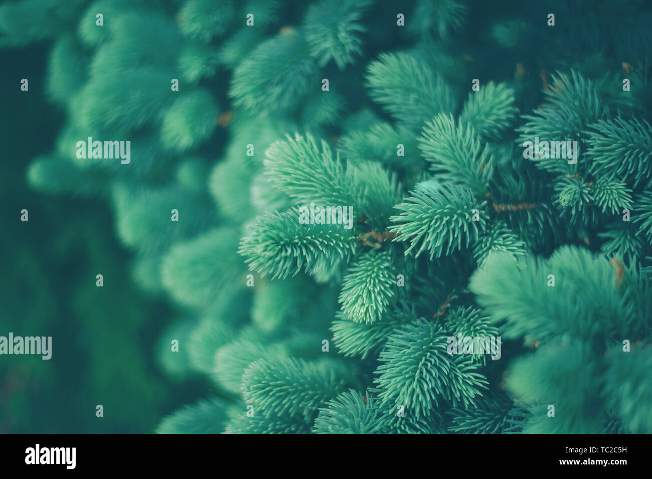 Background a texture furry spruce tree branches Stock Photo - Alamy