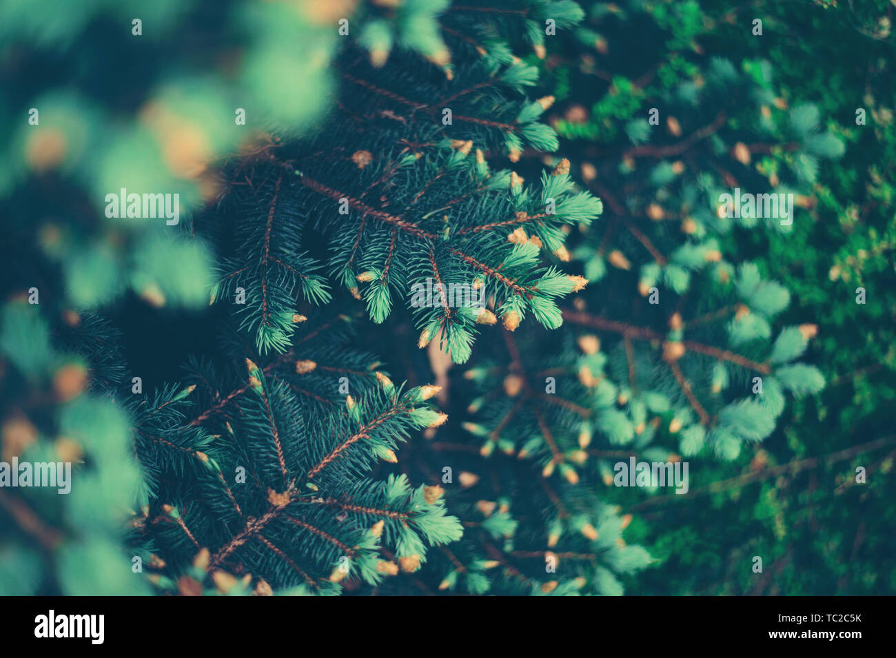Background a texture furry spruce tree branches Stock Photo - Alamy