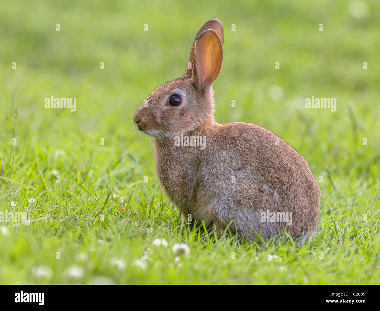 Wild rabbit (Oryctolagus cuniculus) on lovely green vegetation ...