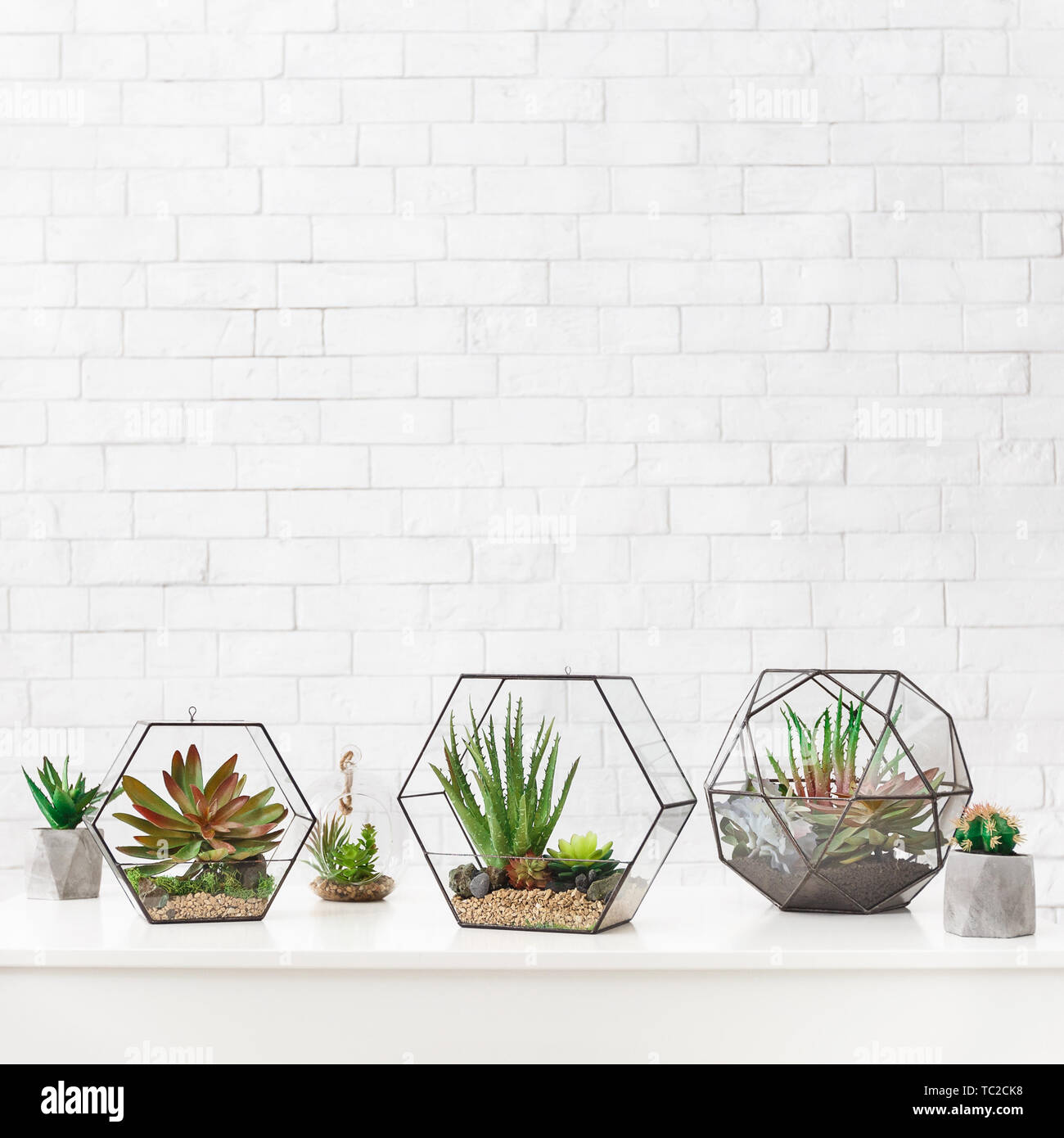 Succulent plants in florarium vases Stock Photo - Alamy