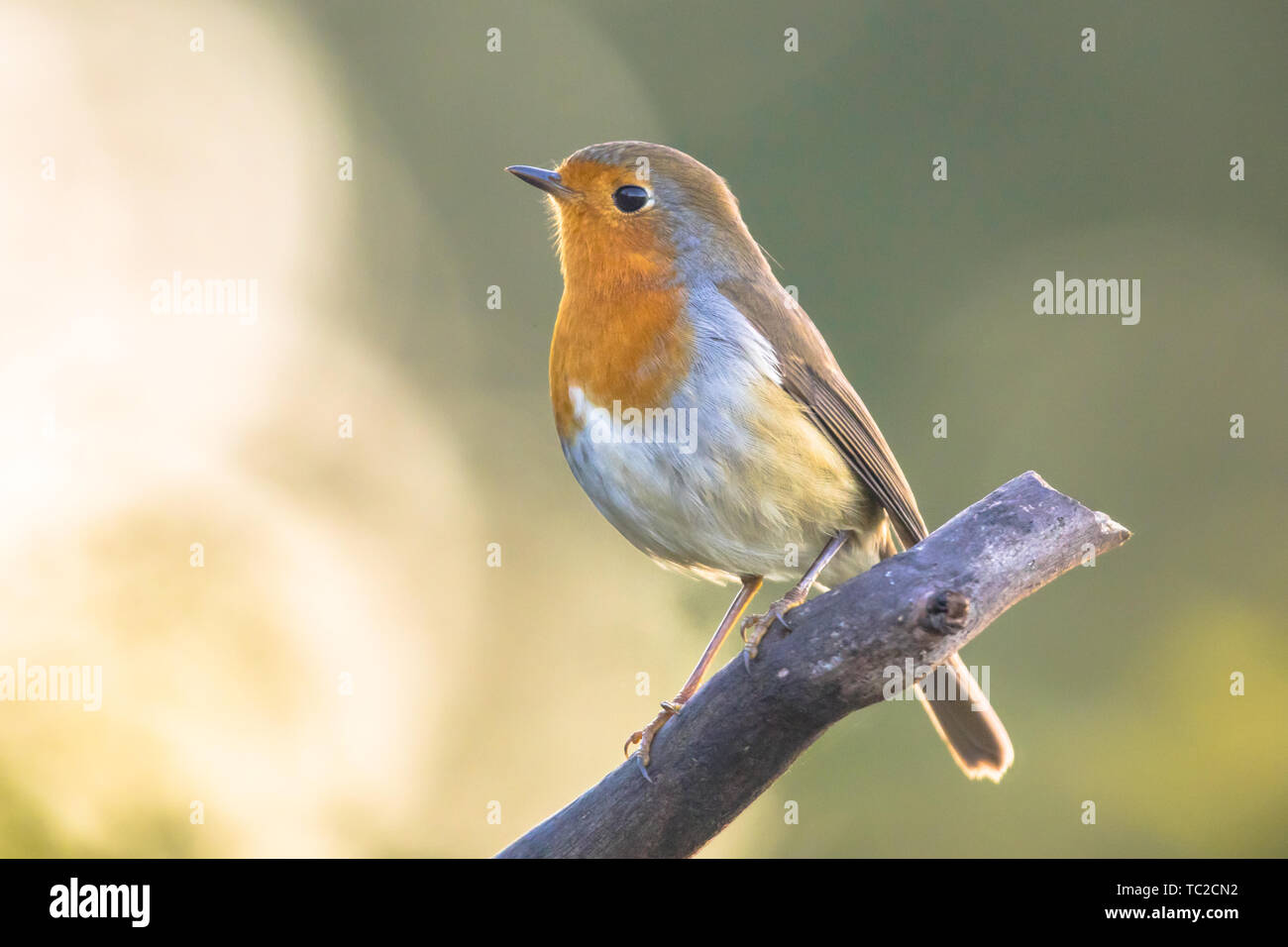 Robin silhouette hi-res stock photography and images - Alamy