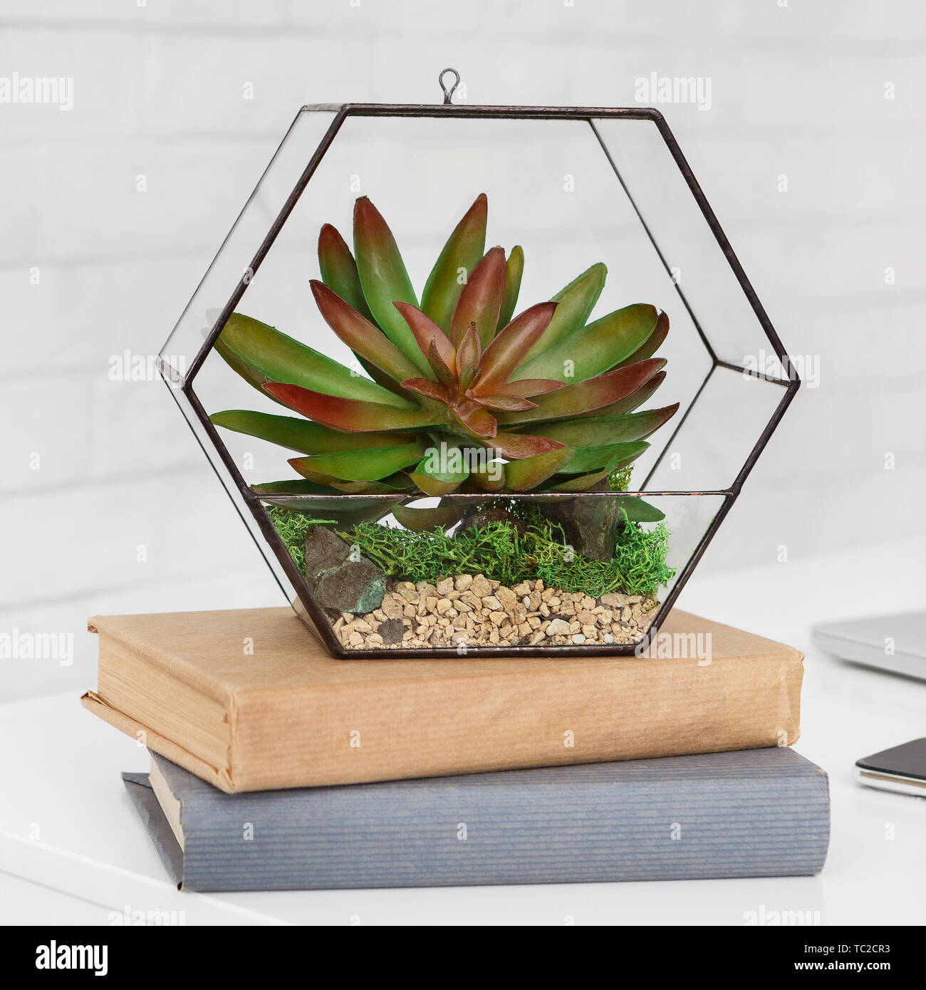 Florarium hi-res stock photography and images - Alamy