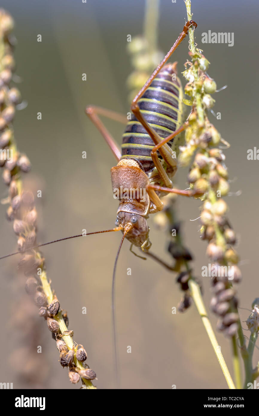 Fauna british isles hi-res stock photography and images - Alamy