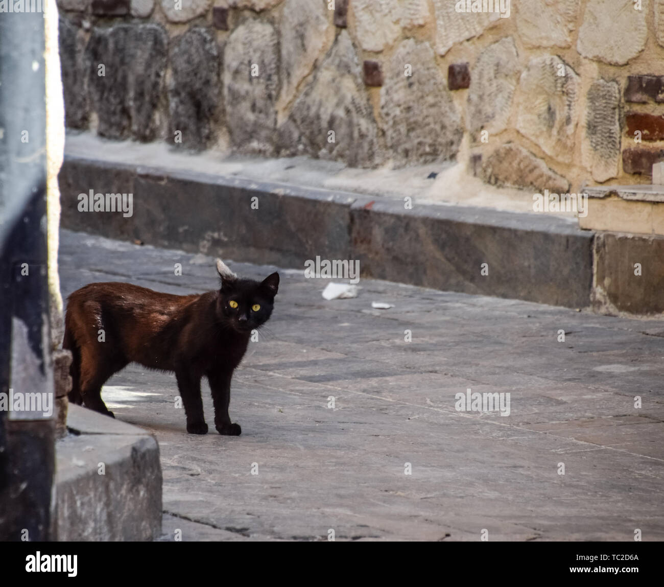 Cat peeking around corner hi-res stock photography and images - Alamy