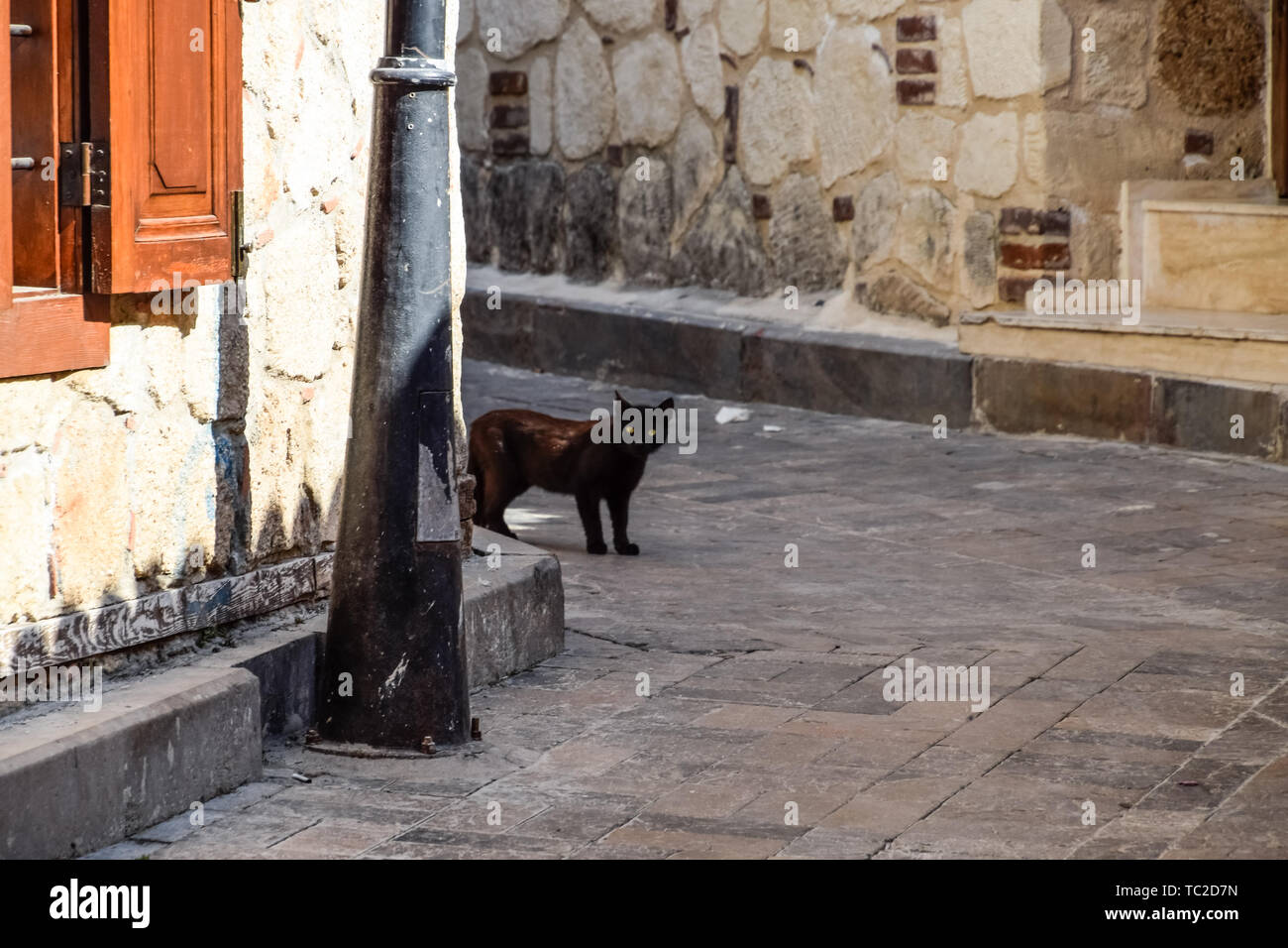 Domestic cat peeking around corner hi-res stock photography and images ...
