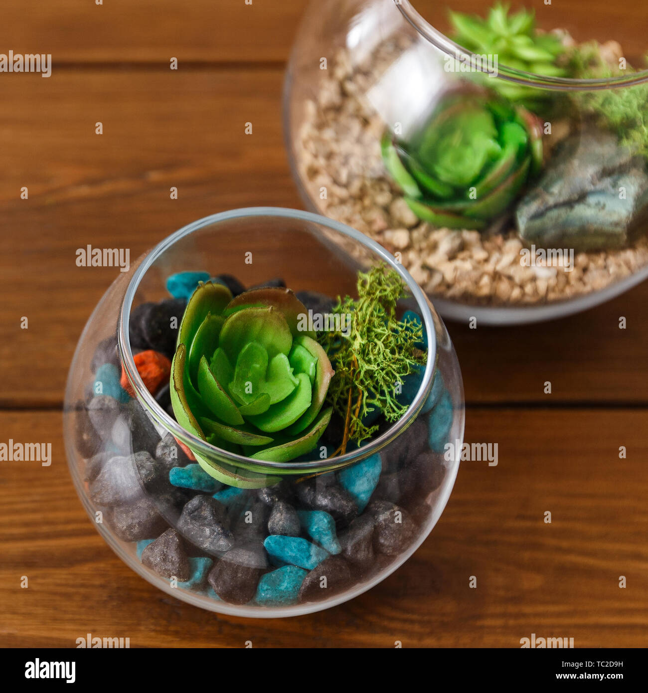 Glass florarium vases with plants Stock Photo - Alamy
