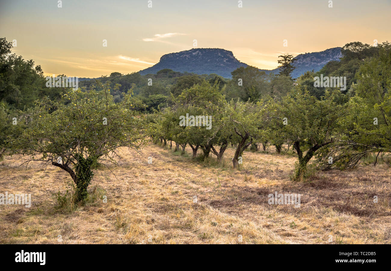 Ecological orchard hi-res stock photography and images - Alamy