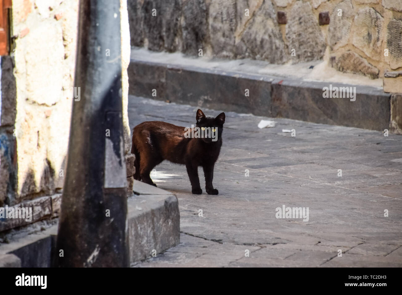 Cat peeking around corner hi-res stock photography and images - Alamy