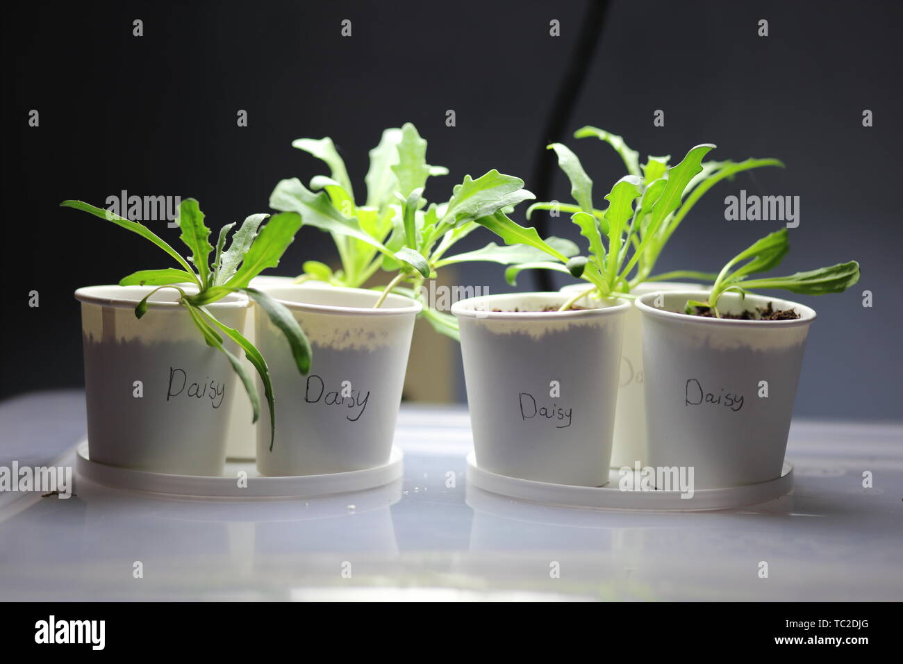 Daisy seedlings growing in paper cups under an indoor grow light Stock ...