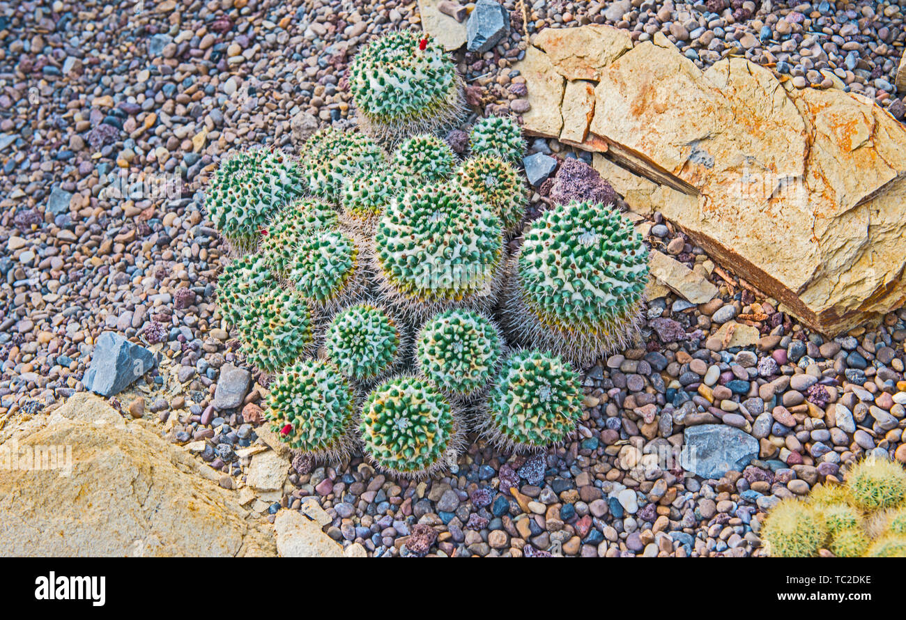 Ground round hi-res stock photography and images - Alamy