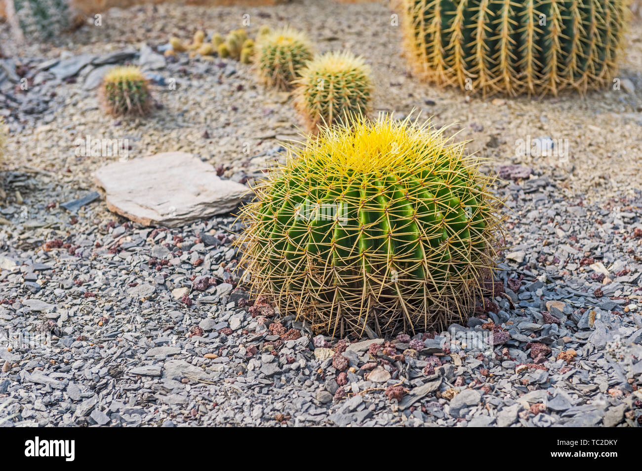 Round shape cactus growing on rocky grounds Stock Photo - Alamy