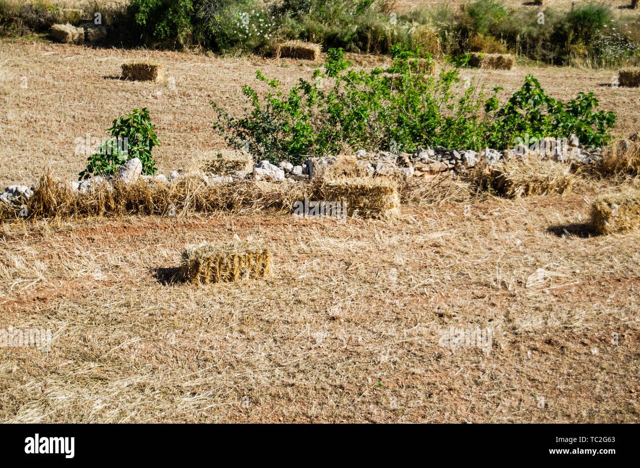 farm field with dried grass Stock Photo - Alamy