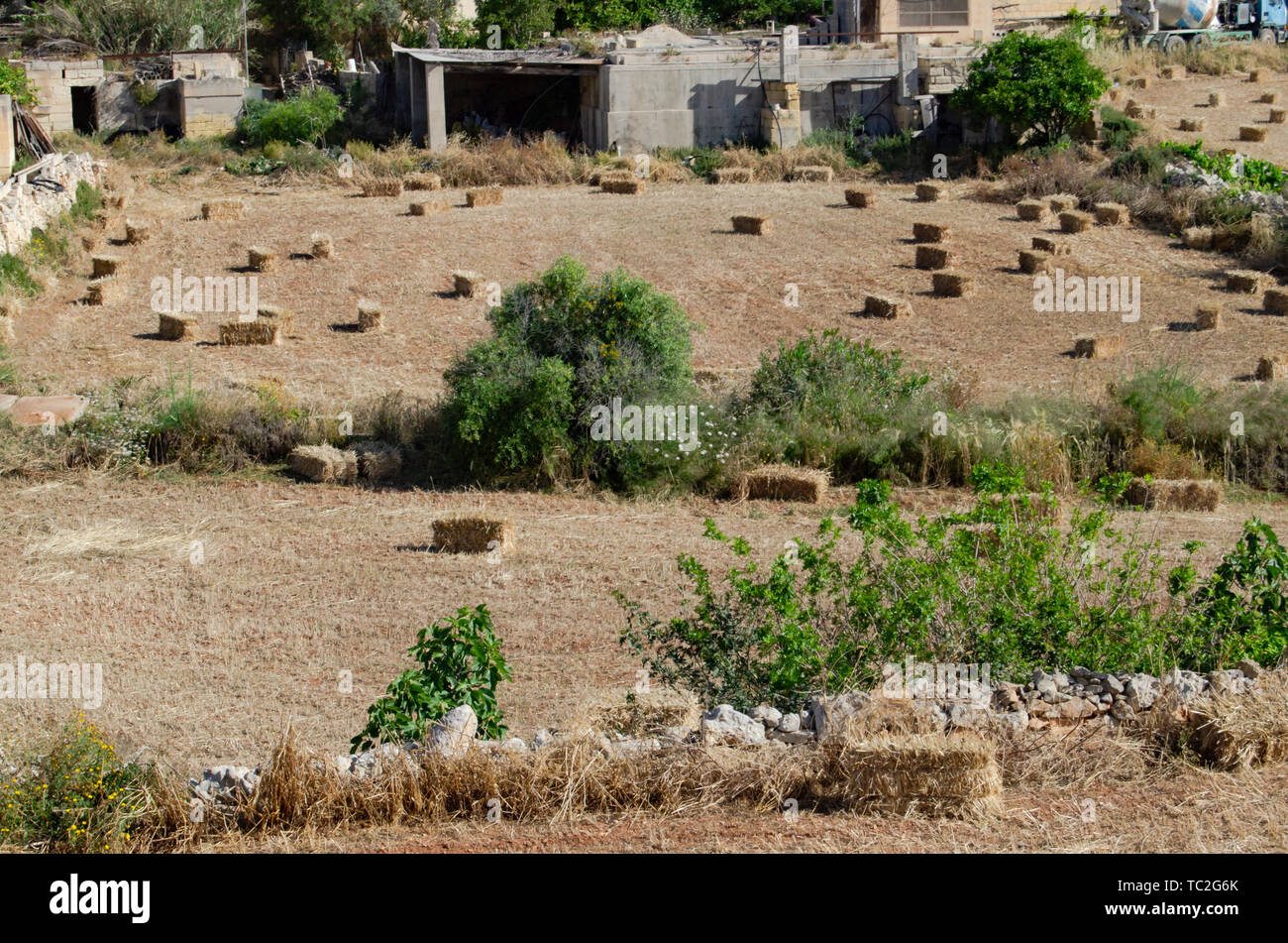 farm field with dried grass Stock Photo - Alamy