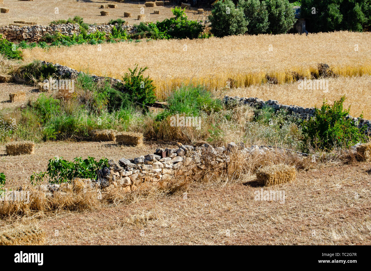 farm field with dried grass Stock Photo - Alamy