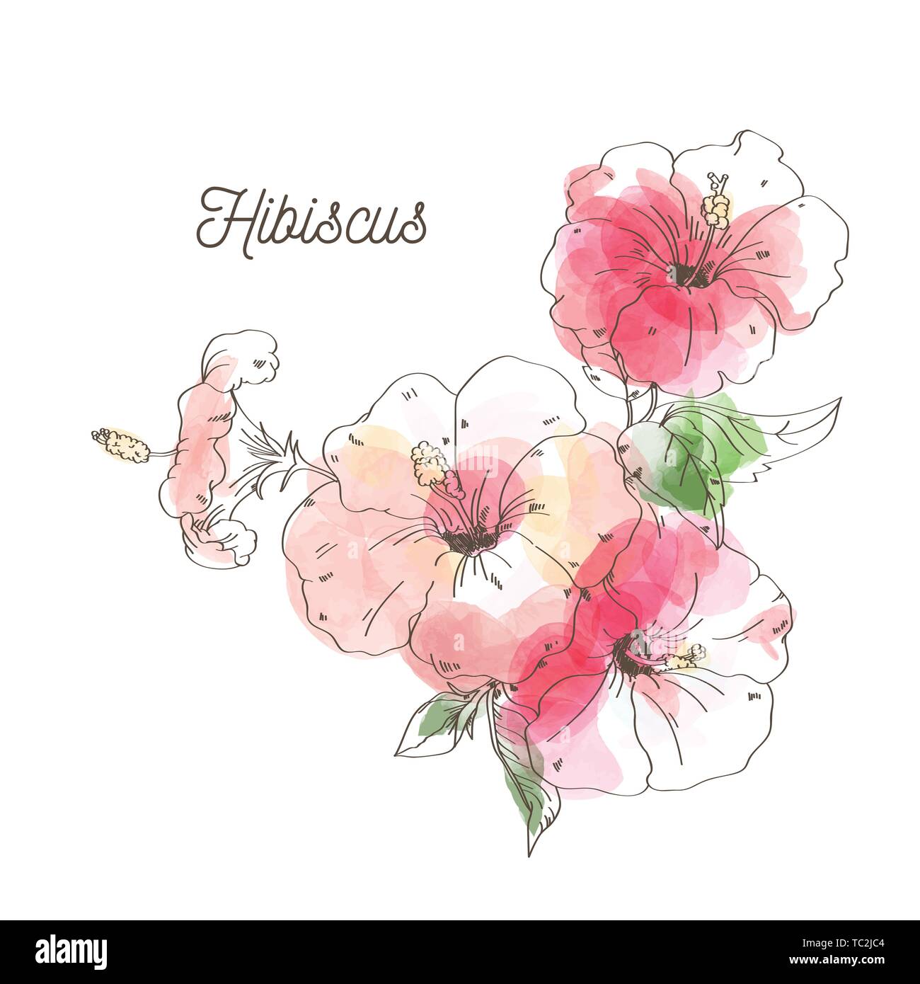 Line art hibiscus flower Cut Out Stock Images & Pictures - Alamy