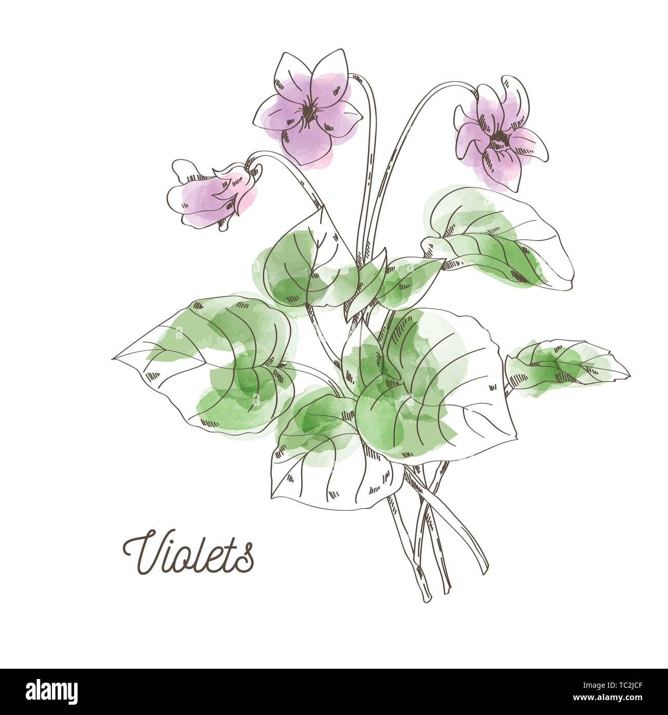 Beautiful violets for bouquet on white background Stock Vector Image ...