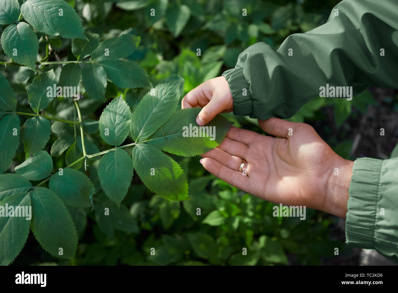 Child's and woman's hands touching leaves during walk in forest Stock ...