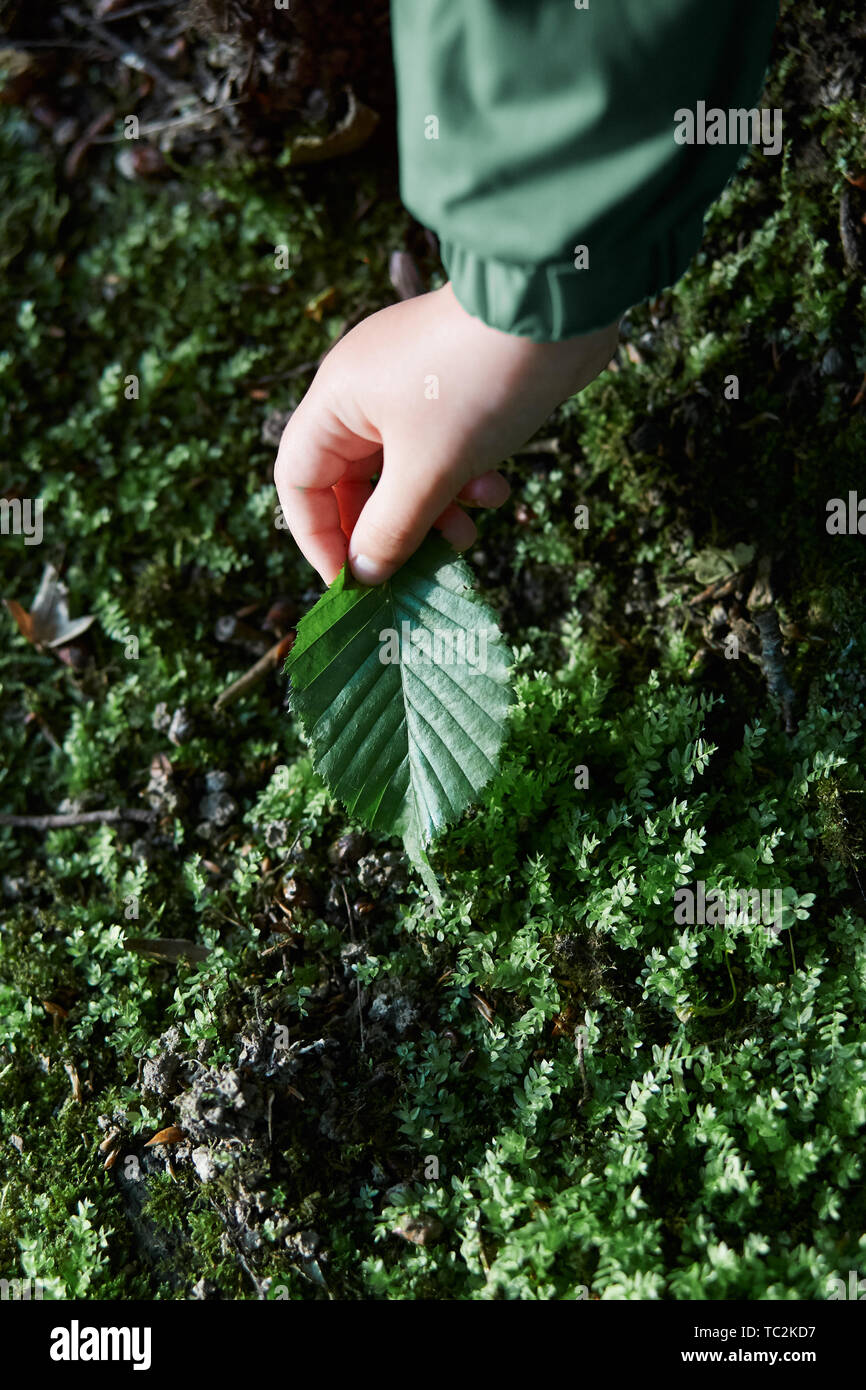 Hand holding a leaf hi-res stock photography and images - Alamy