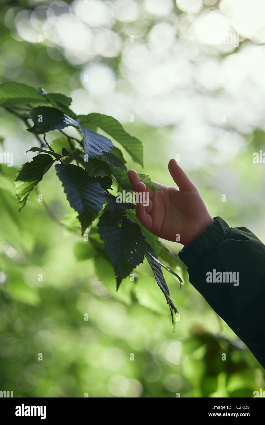 Child's hand touching leaves during walk in forest Stock Photo - Alamy