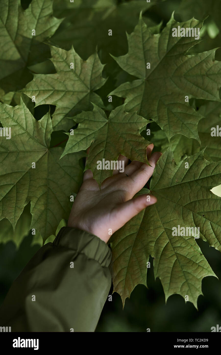Child's hand touching leaves during walk in forest Stock Photo - Alamy