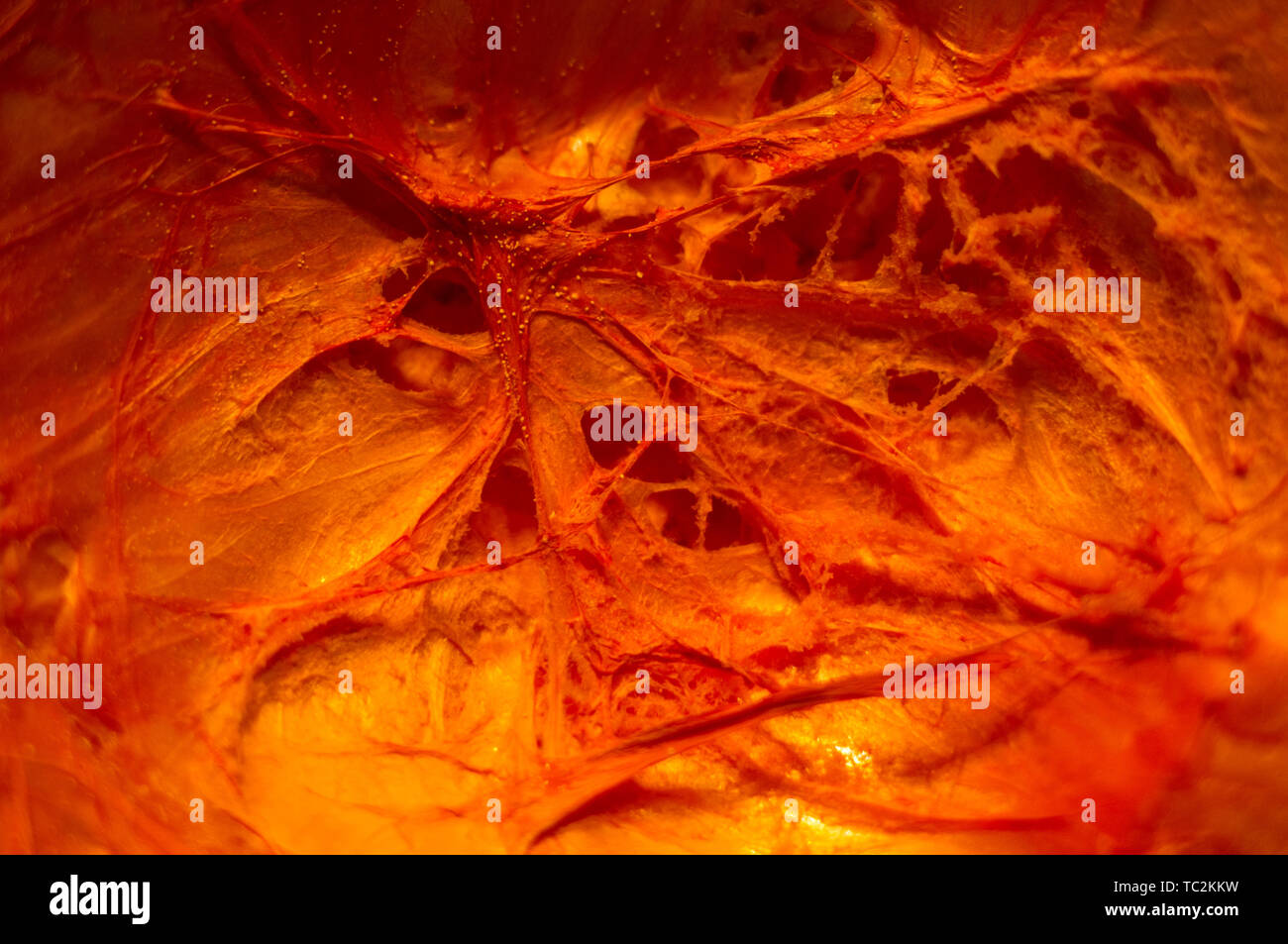 Amazing view of the cut orange pumpkin from the inside, close up Stock ...
