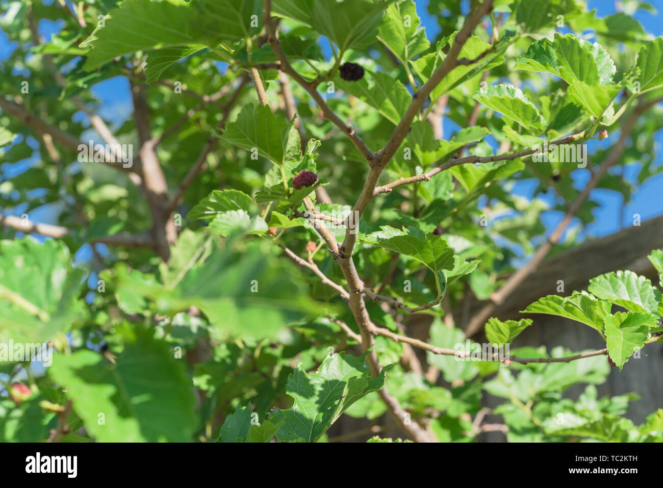 Ripe mulberry fruits on tree ready to harvest in Texas, USA Stock Photo ...