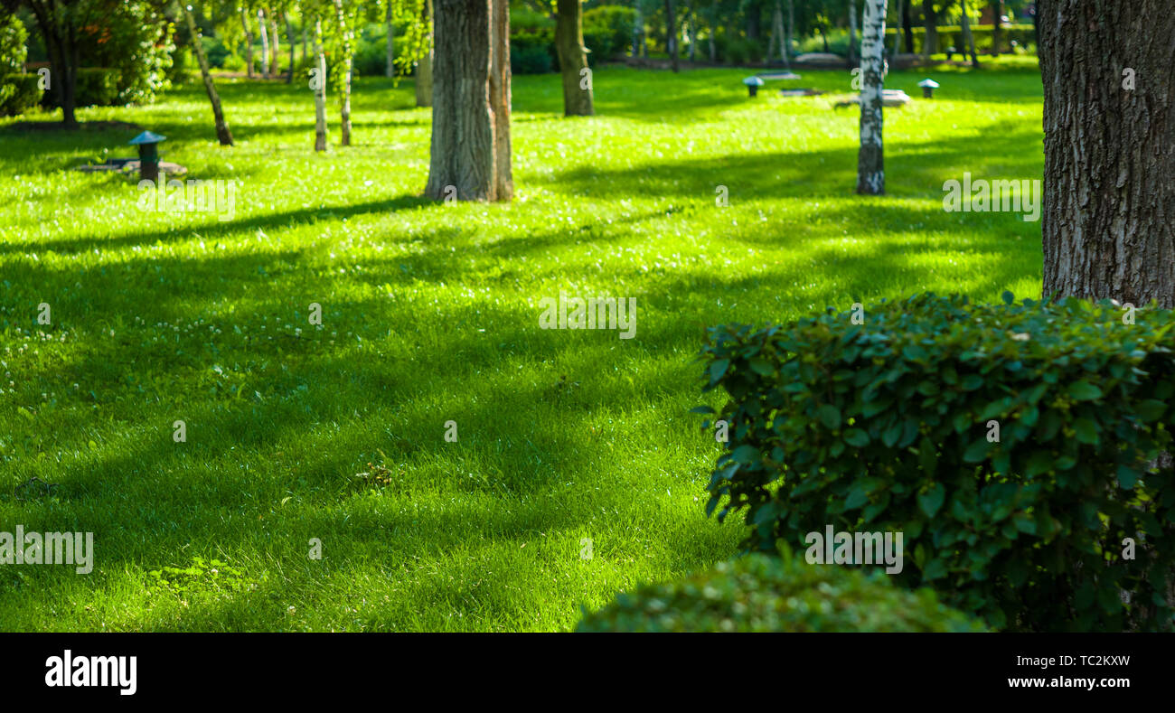 early summer landscape, old Park, trees, bushes, green grass, bright ...