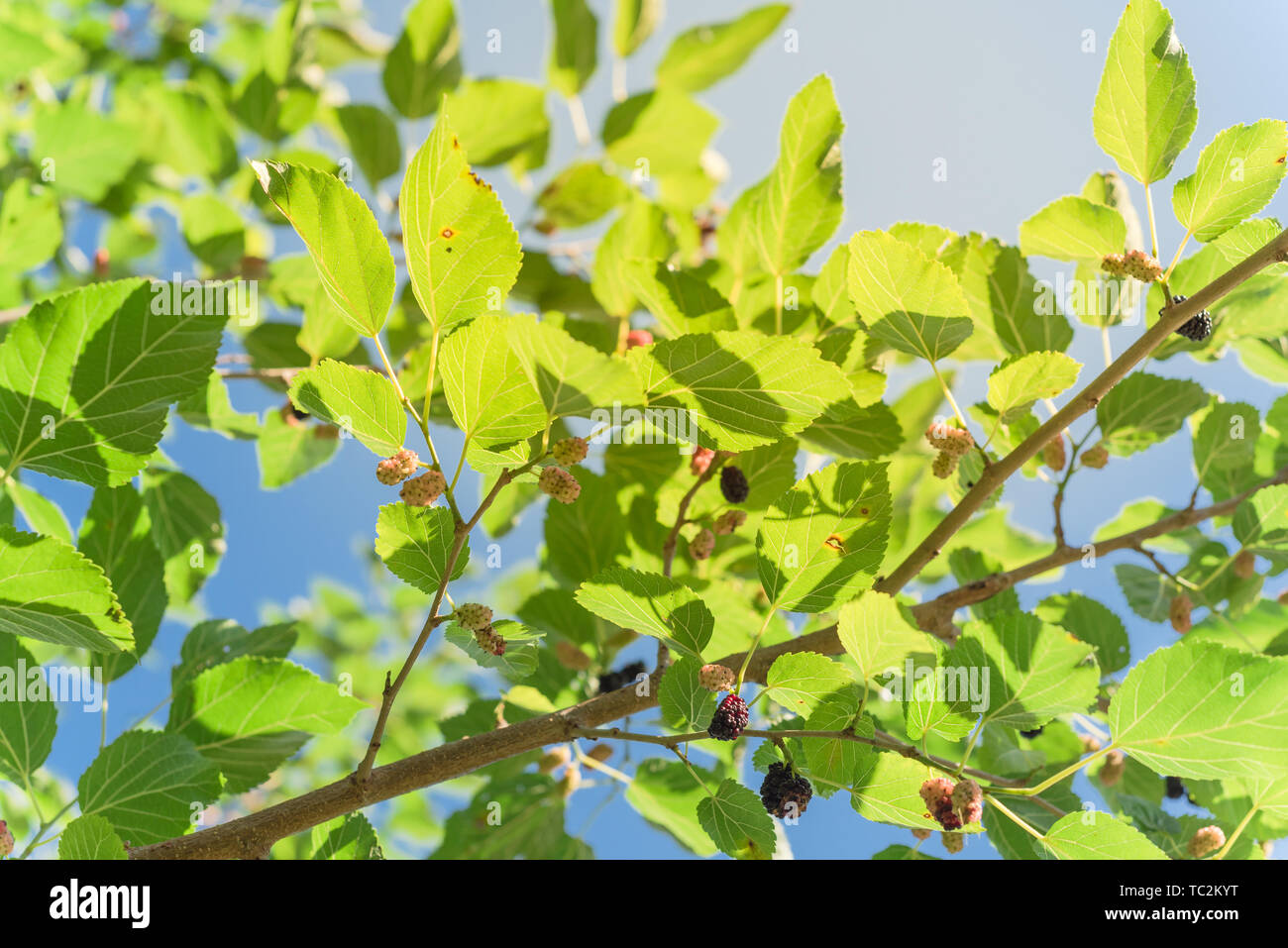 Ripe mulberry fruits on tree ready to harvest in Texas, USA Stock Photo ...