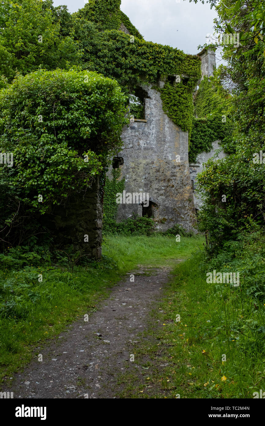 A view of the approach to the spectacular and magical ivy clad castle ...