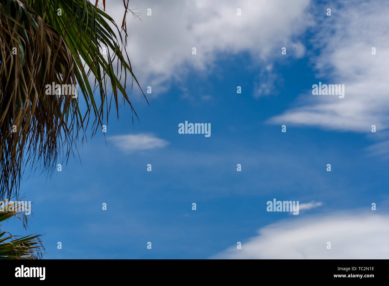 Blue sky with tree. for background or texture Stock Photo - Alamy