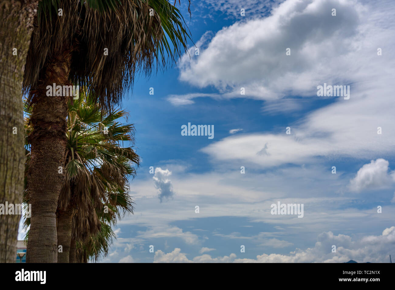 Blue sky with tree. for background or texture Stock Photo - Alamy