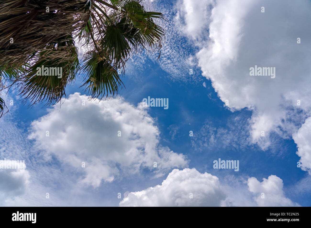 Blue sky with tree. for background or texture Stock Photo - Alamy