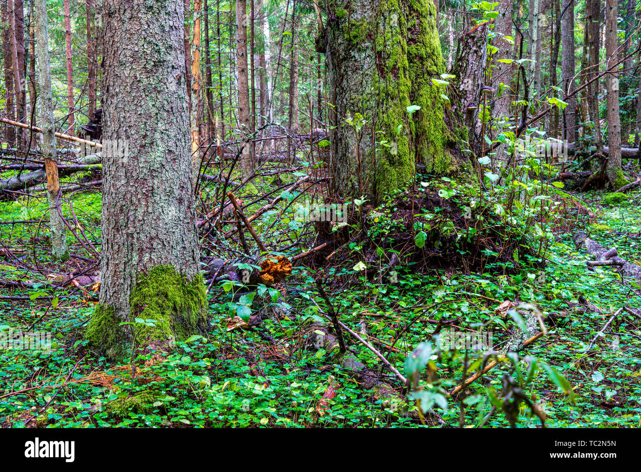 dry old tree trunk stomp in nature, forest scene with foliage and log ...