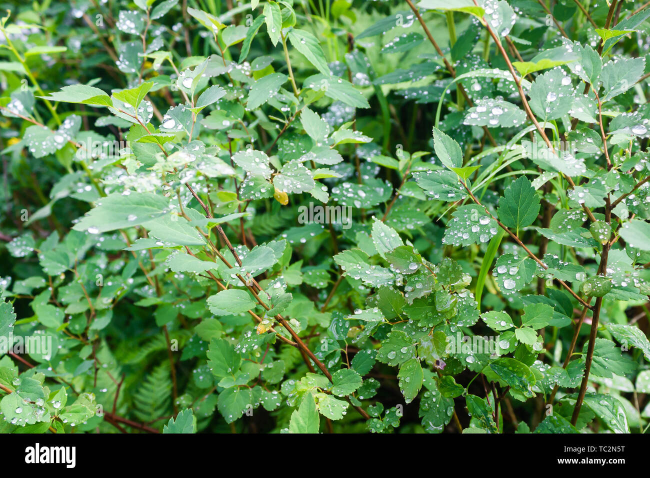 Water drops on green leaves. Rain in forest. Dew on trees early in ...