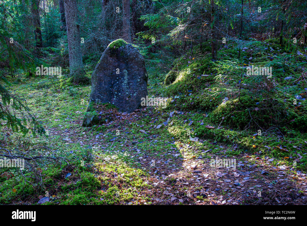 dry old tree trunk stomp in nature, forest scene with foliage and log ...