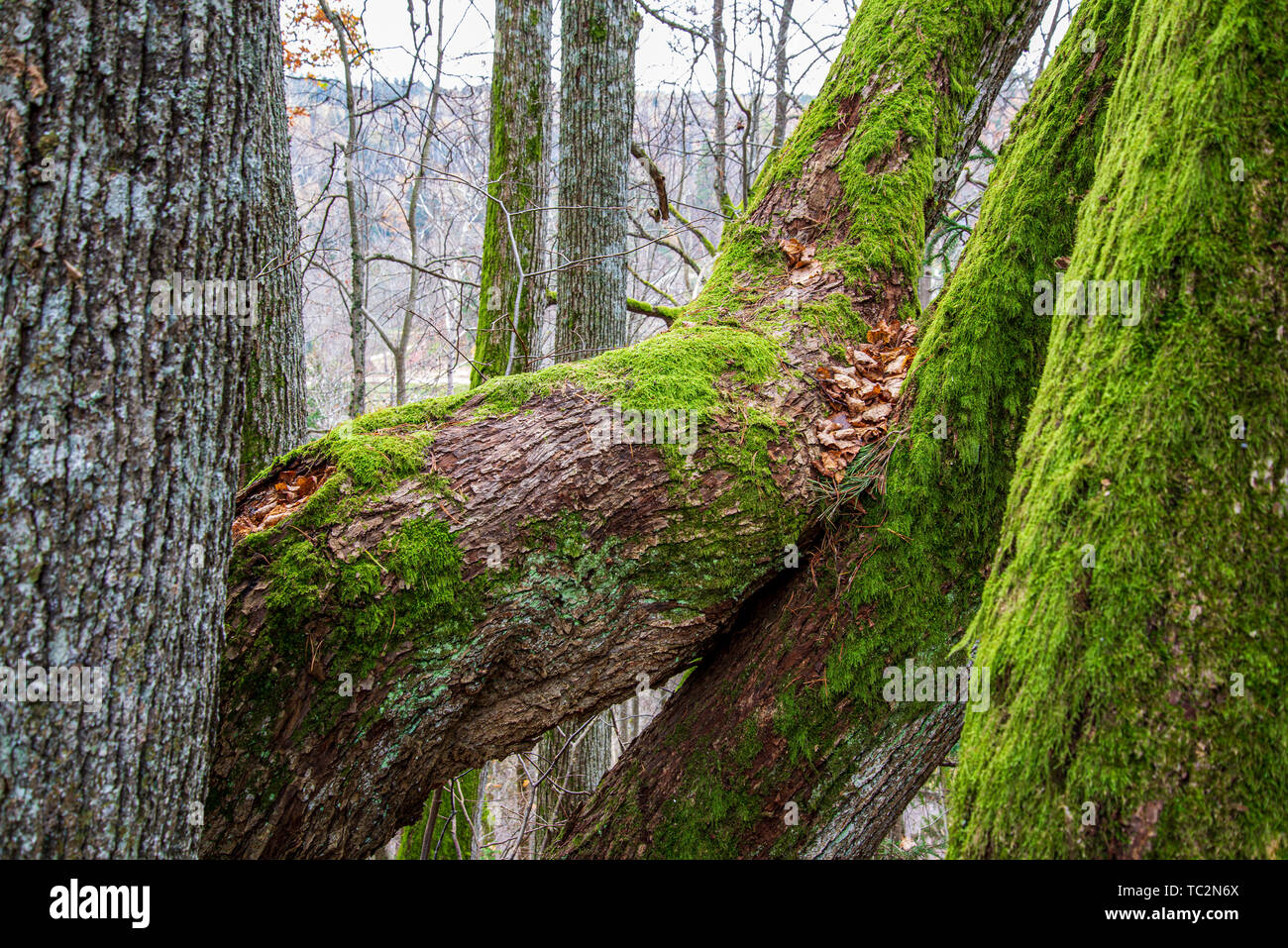 dry old tree trunk stomp in nature, forest scene with foliage and log ...