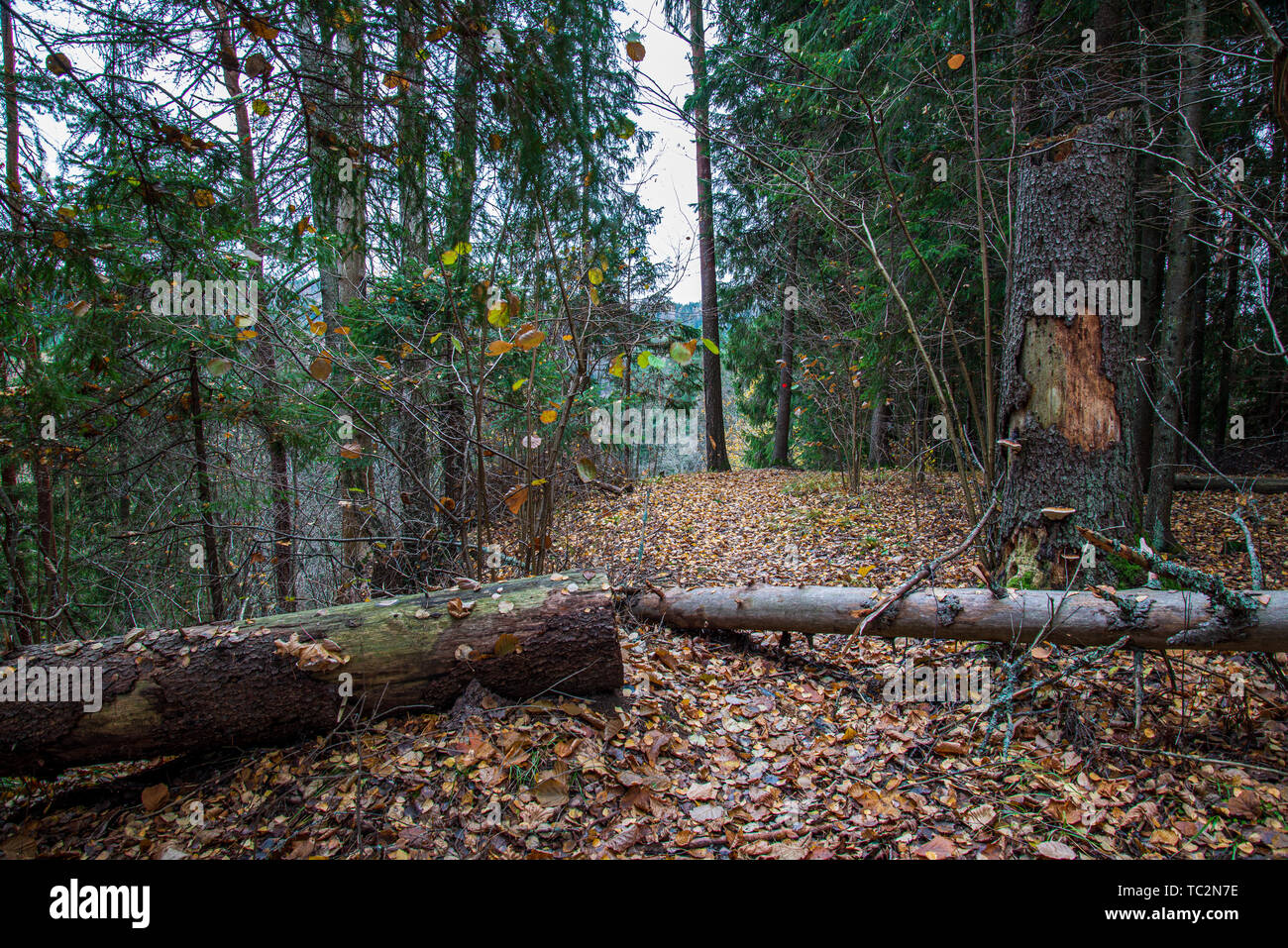 dry old tree trunk stomp in nature, forest scene with foliage and log ...