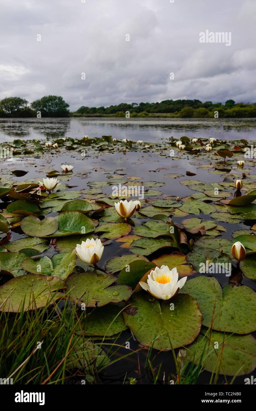 Swansea, Wales, UK. 4th June 2019. Weather: Some like it wet: wild ...